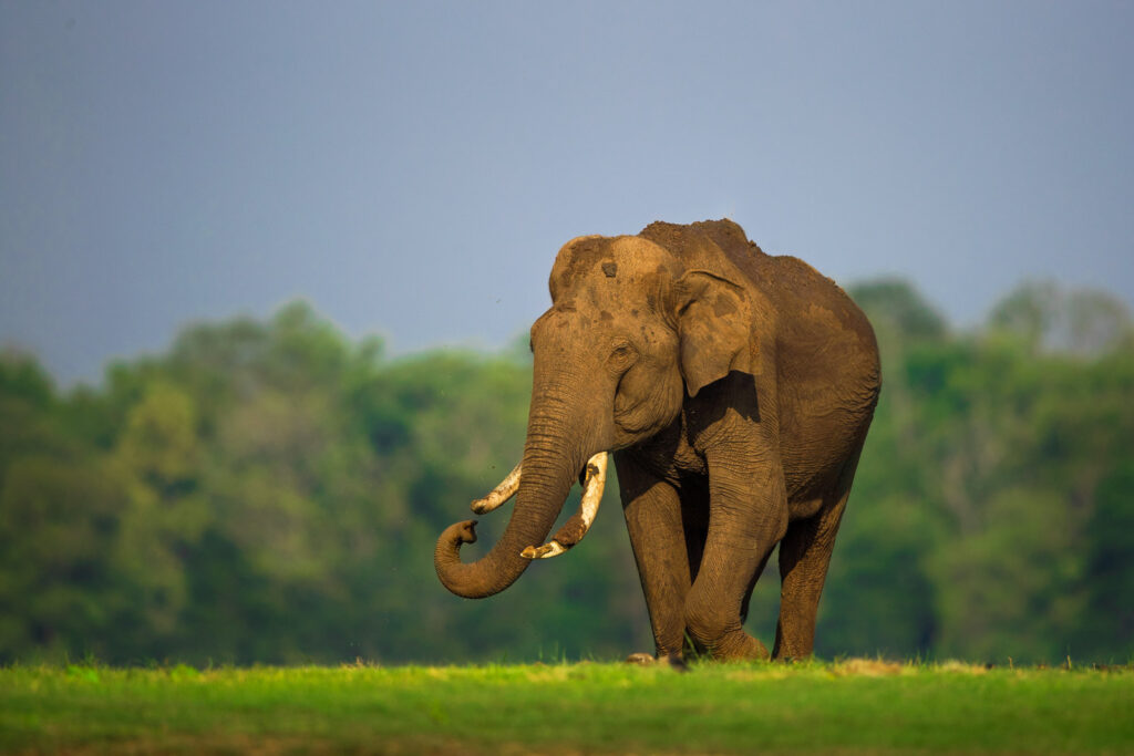 Let’s Explore Odisha’s Top 5 Wildlife Reserves – Odisha Heritage